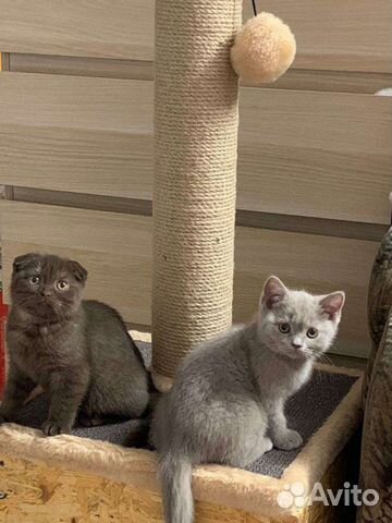 Шотландские вислоухие котята