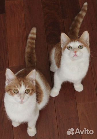 Котята братики