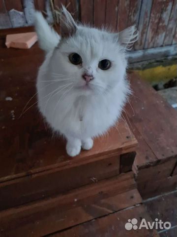 Красотка в беде
