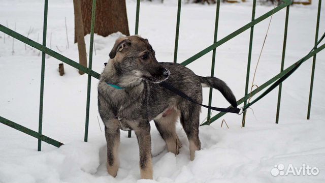 Щенок 4 месяца в добрые руки бесплатно