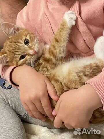 Котик