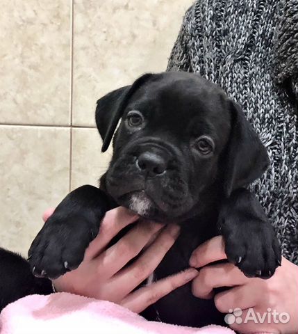 Щенки Кане Корсо, две великолепные девочки