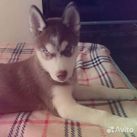 Продам собаку Сибирскую хаски