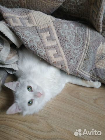 Белоснежная, стерильная, Кошка (9мес)