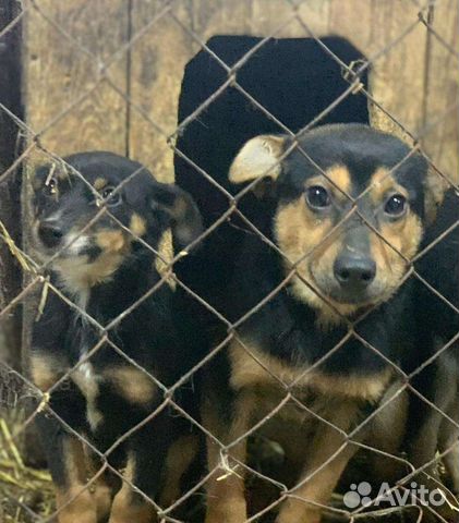 Собаки бесплатно в добрые руки