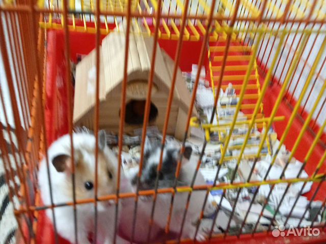 Серийские хомяки