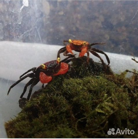 Крабы дьяволы