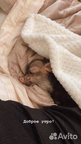 Минипиг в добрые руки