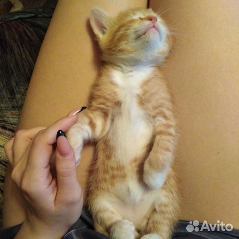 Рыжий котенок от кошки мышеловки