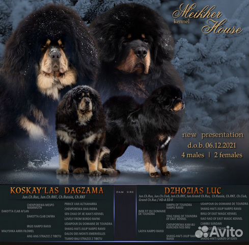 Тибетский мастиф