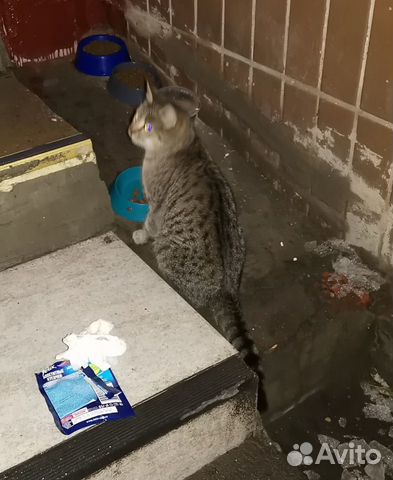 Маленькой кошечке нужен дом