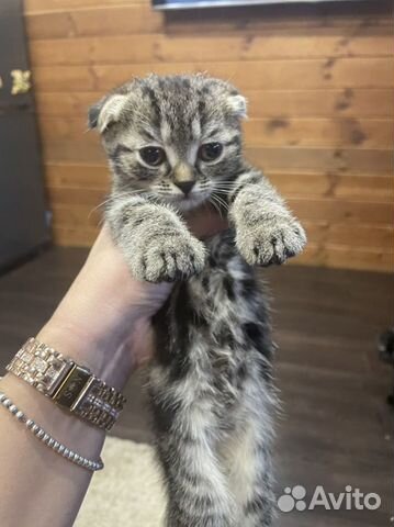 Шотландская