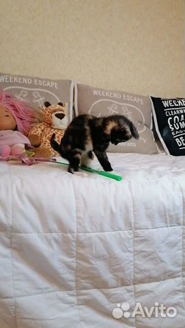 Котенок домашний