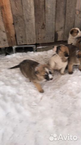 Шенки бельгииской овчарки помесь