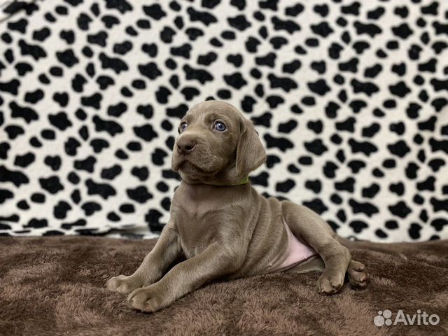 Месечные щенки породы веймарская легавая