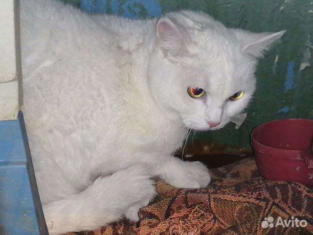 Турецкая ангора