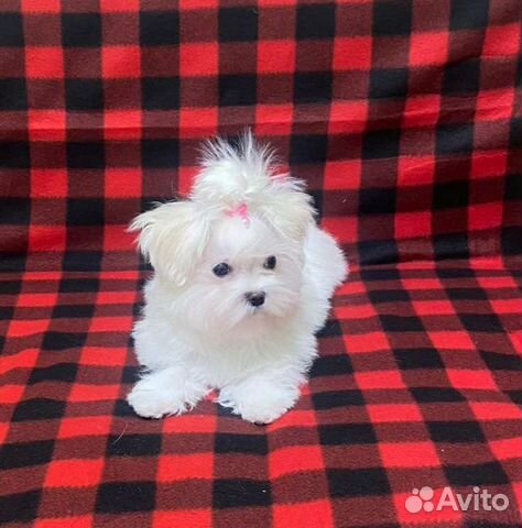 Мальтезе мини девочка куколка 3.5 мес