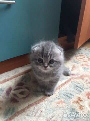 Котик