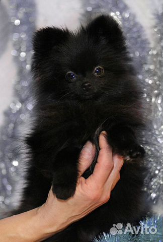 Крошка мини шпиц