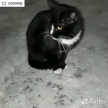 Ласкуша Маркизик замерзает на улице