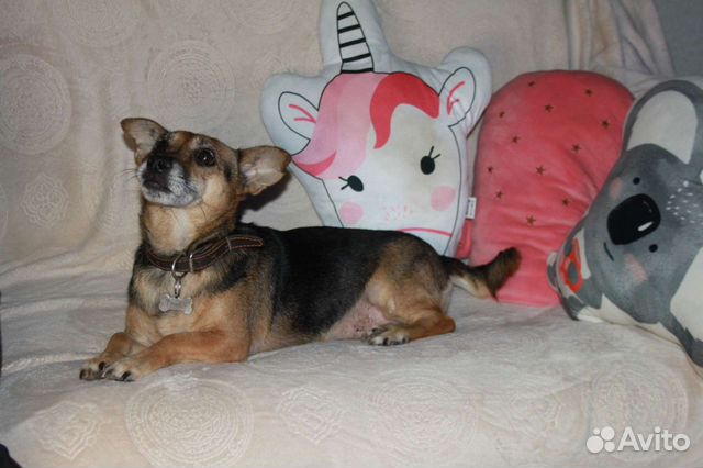 Девочка-коротколапик