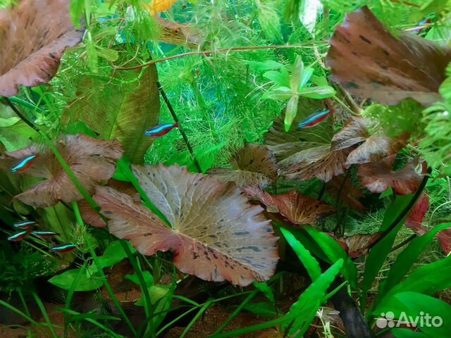 Набор аквариумных растений
