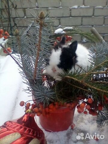 Мини карлик