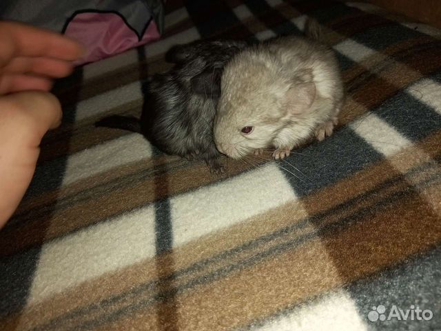 Шиншилла