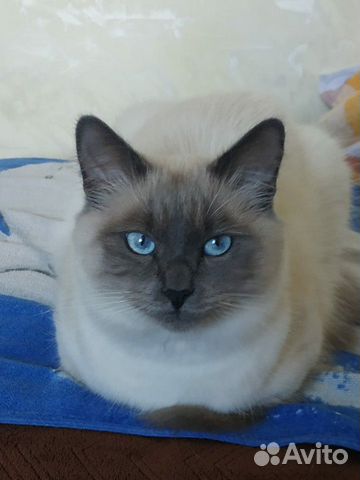 Молодой котик Невский Маскарадный