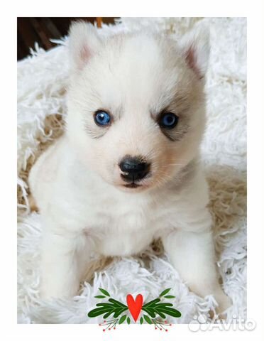 Малышка хаски-серебристая принцесска