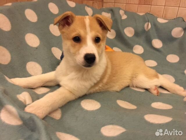 Щенок, очаровашка, 2 мес