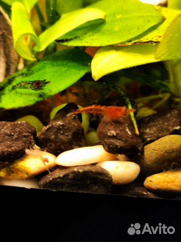 Аквариумные креветки