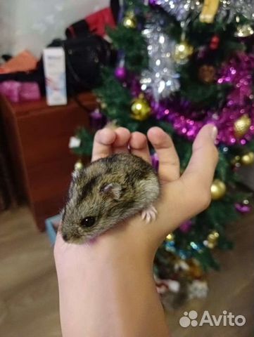 Джунгарский хомяк бесплатно