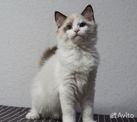 Девочка Рэгдолл