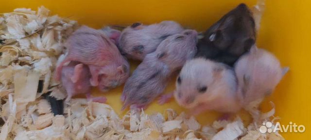 Джунгарские хомячки