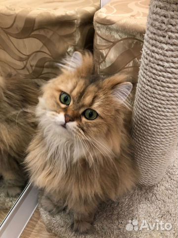 Британская кошка, 3 года