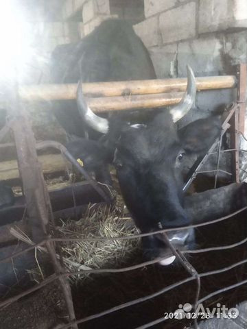 Молочная корова