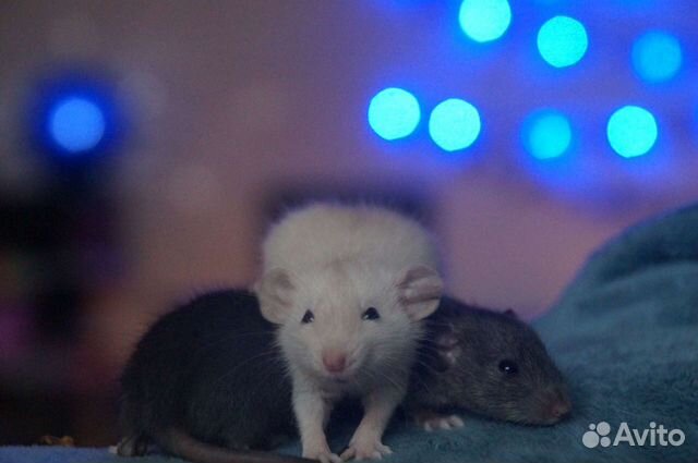 Крысята декоративные