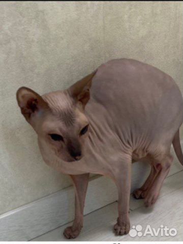 Донской сфинкс