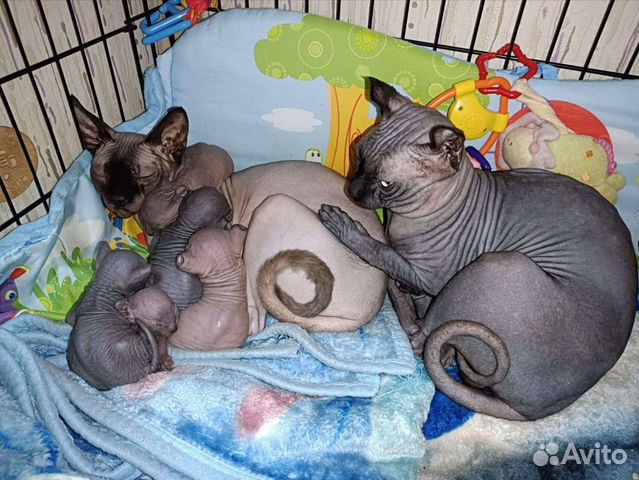 Эльф сфинкс