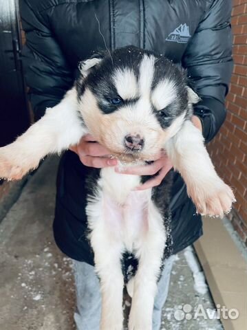 Щенки хаски
