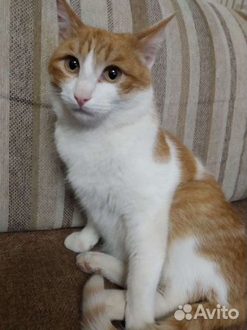 Котик