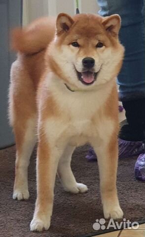 Шиба сиба ину бесплатно