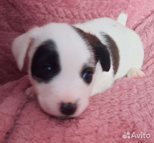 Джек Рассел терьер супер щенок