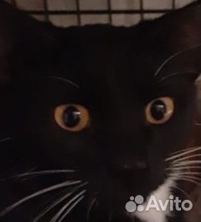 Котенок Пуговка ищет маму
