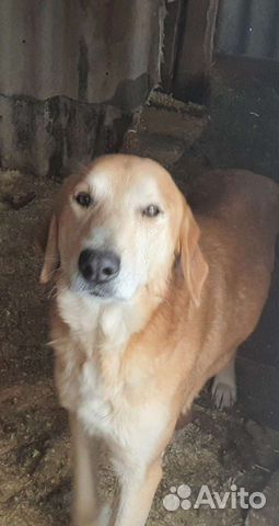 Русская гончая