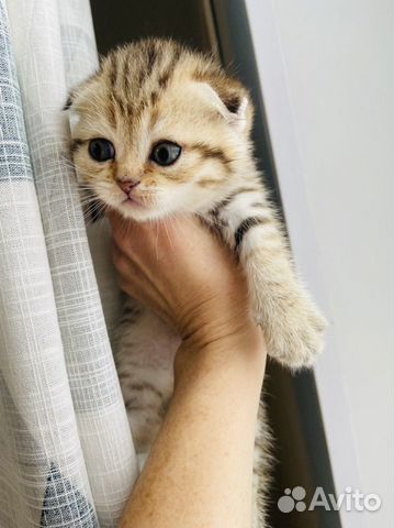 Шотландские котята