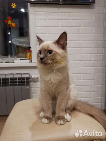 Регдолл котенок