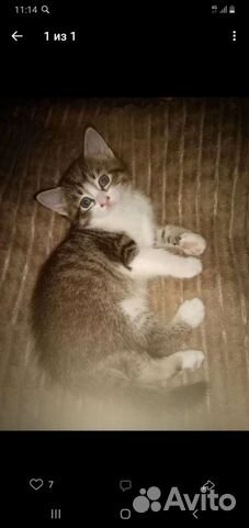 Кошки бесплатно