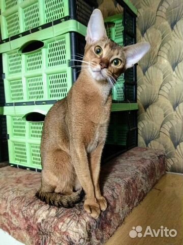 Абиссинская